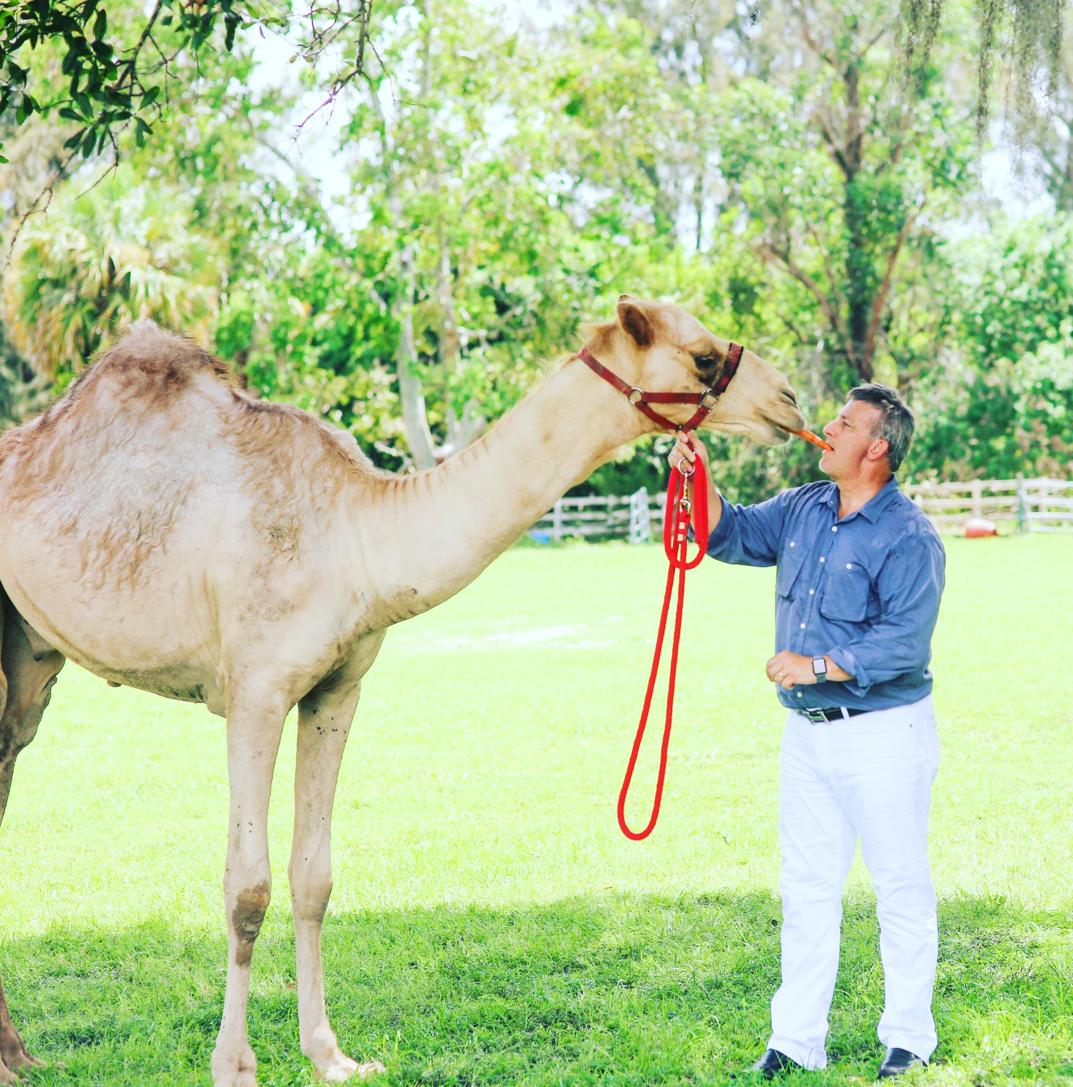 About Us – Camel Life